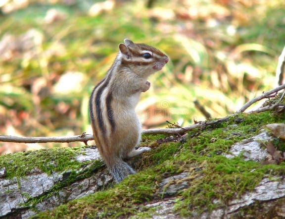 Siberian Chipmunk stock photo. Image of funny, siberian - 2326332