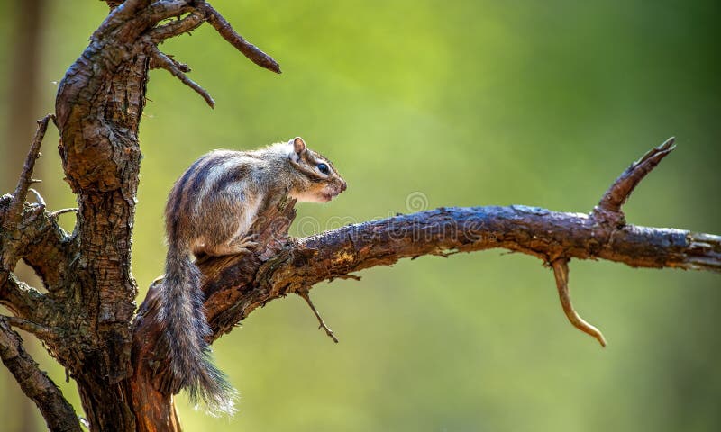Siberian Chipmunk Tree Branch Stock Photos - Free & Royalty-Free Stock ...