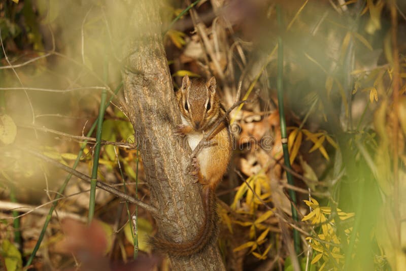 Siberian Chipmunk on a Tree. Stock Photo - Image of funny, wild: 264366792