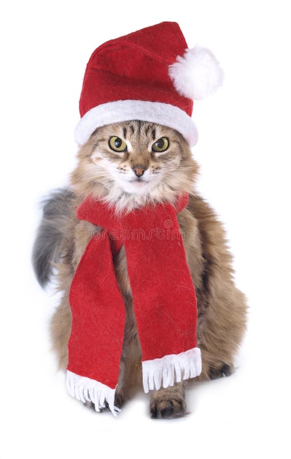 Sad christmas cat stock photo. Image of fancy, british - 62820544