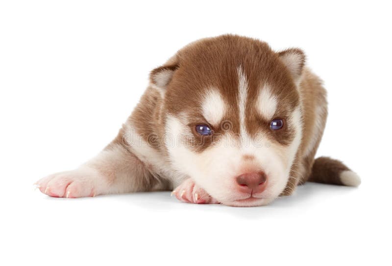 Siberian Cooper Red Husky Puppy Stock Image - Image of eyes, breed ...
