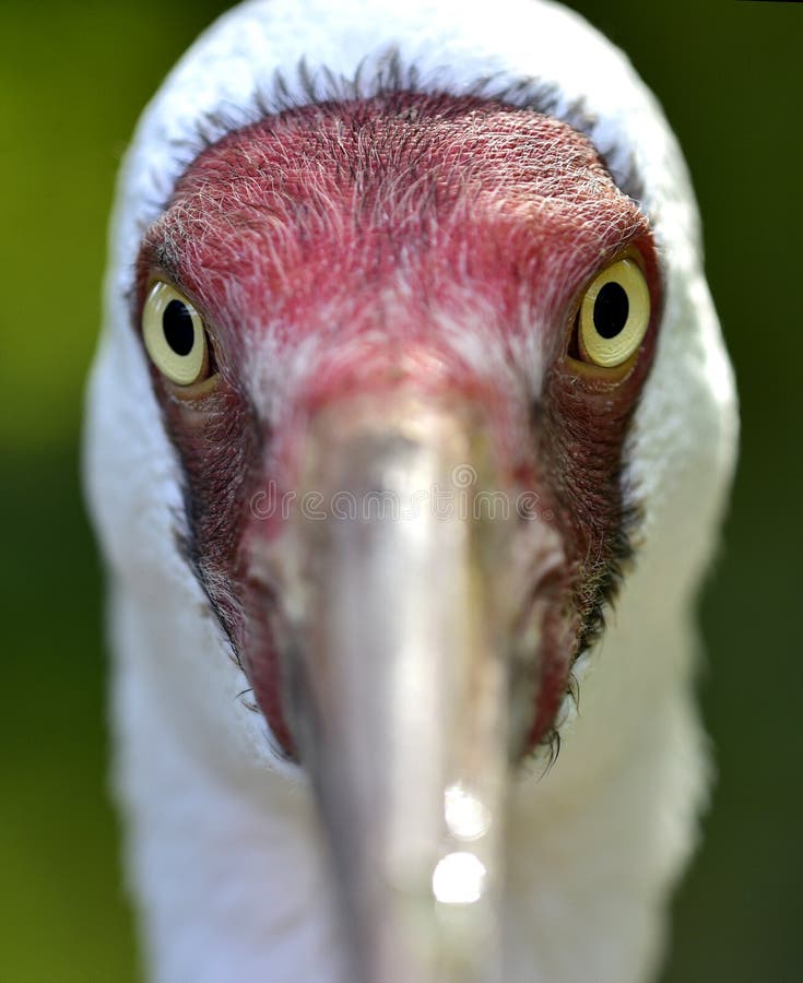 Siberian Crane stock photo. Image of food, decoration - 60700802