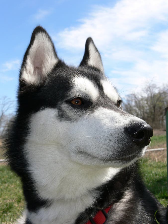 Siberian dog stock image. Image of pedigree, dogs, leisure - 6440351