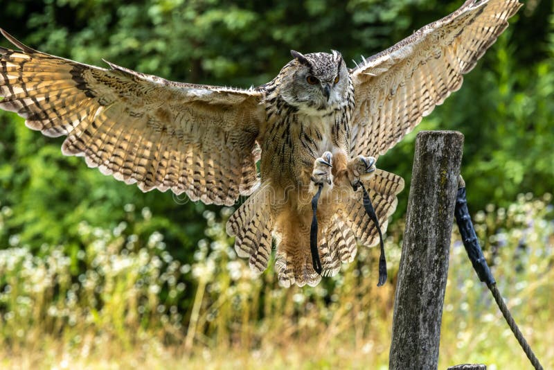 Siberian Eagle Owl, Bubo Bubo Sibiricus. the Biggest Owl in the World Stock Image - Image of ...