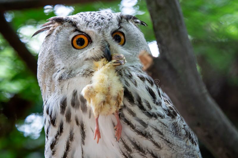 Siberian Eagle Owl with Prey in the Beak. Stock Image - Image of chick ...