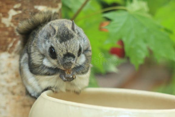 Old World Flying Squirrel Facts Stock Photos - Free & Royalty-Free ...