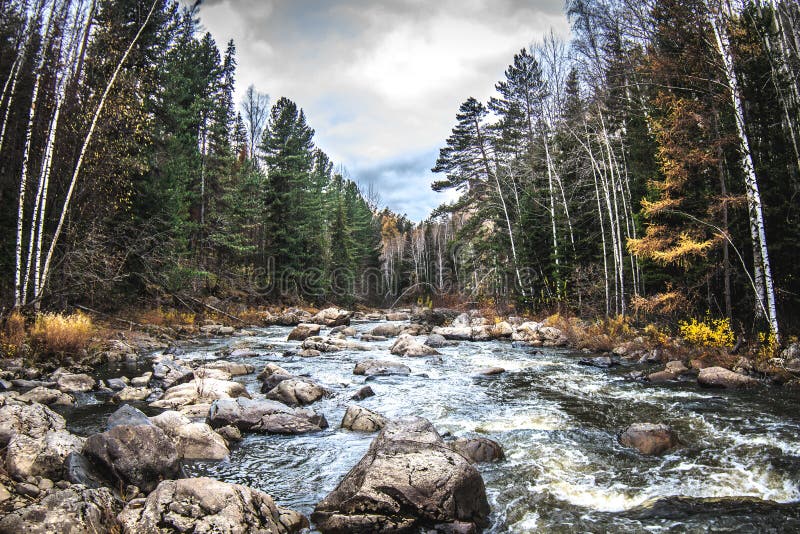 Siberian Forest. Bridge Over the Fast River. Birch and Pine Forest ...