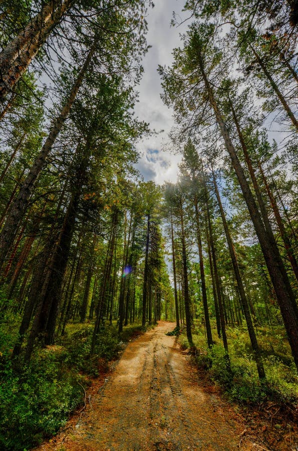 Siberian Forest stock image. Image of path, tree, baikal - 35340831