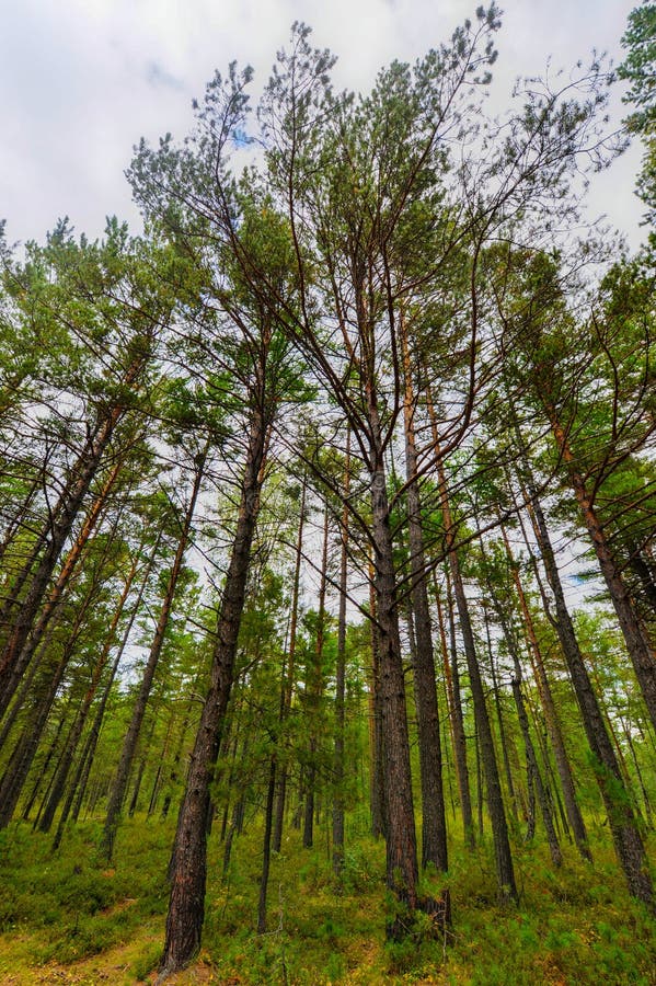 Siberian Forest stock image. Image of nature, baikal - 35340843