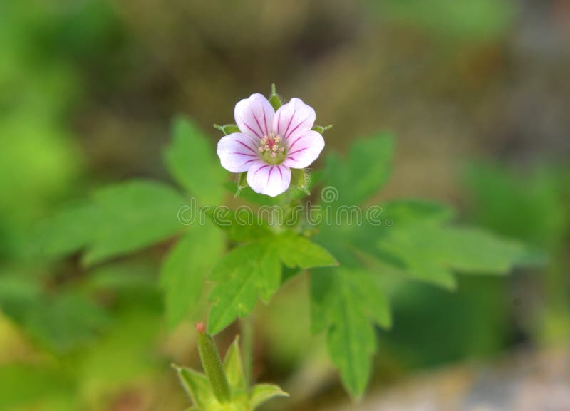 Siberian Geranium Geranium Sibiricum Grows in Nature Stock Photo ...