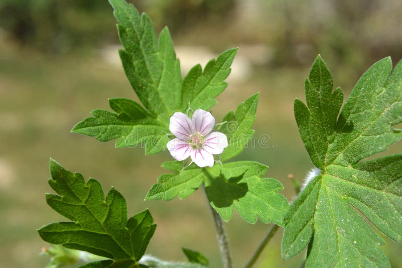 Siberian Geranium Geranium Sibiricum Grows in Nature Stock Image ...