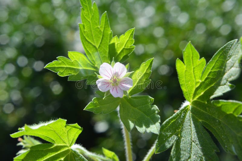 Siberian Geranium (Geranium Sibiricum) Grows in Nature Stock Photo ...