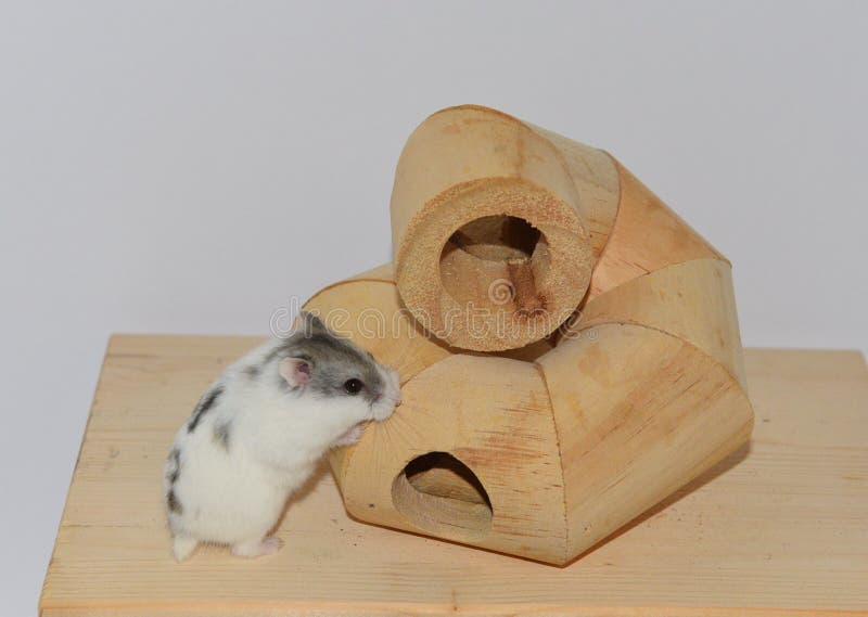 Siberian Hamster Stock Image Image Of Campbell Furry 87446831