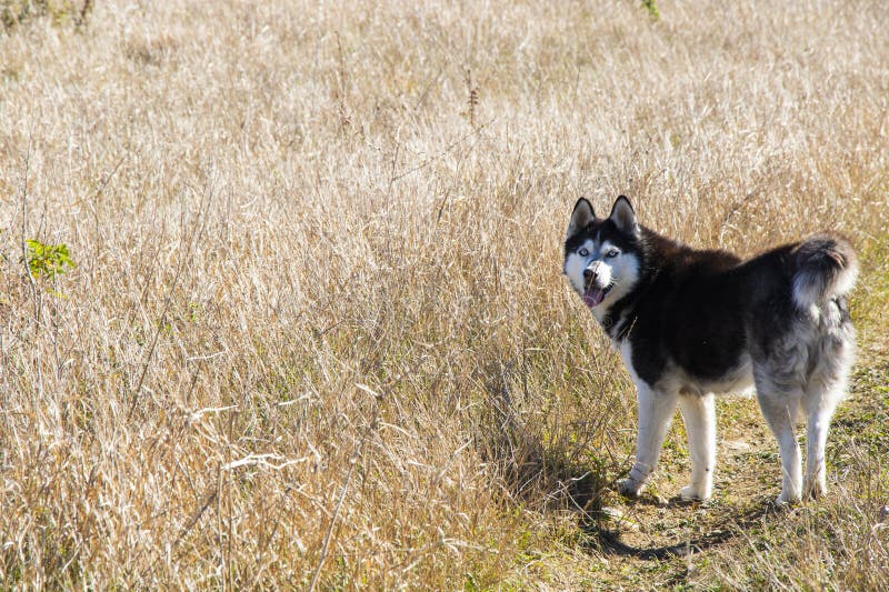 Siberian Hasky Dog Portrait Stock Photo - Image of crate, mammal: 298013288