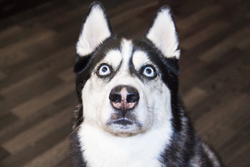 Siberian Hoarse Nose Close -up. Funny Face of the Siberian Husky Stock Image - Image of domestic ...