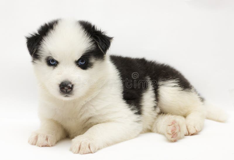 The funny family stock photo. Image of obedience, relationships - 31689116