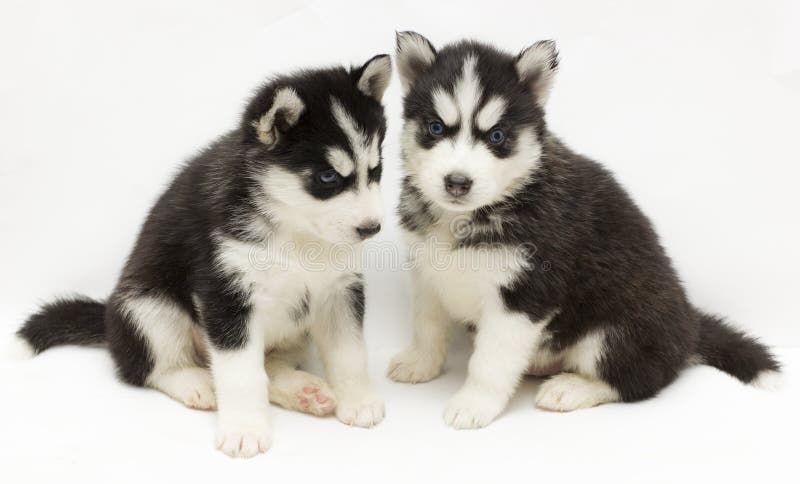Siberian Huski stock image. Image of whiskers, utonagan - 28855485