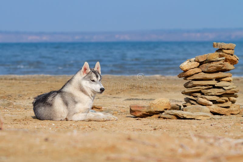 Siberian Huskies on a Beach Stock Photo - Image of breed, portrait ...