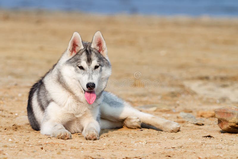 Siberian Huskies on a Beach Stock Photo - Image of fluffy, mammal ...