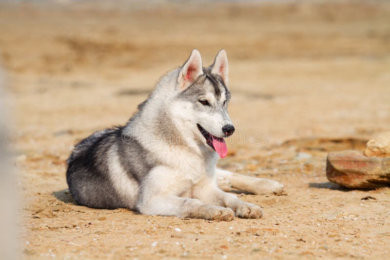 Siberian Huskies on a Beach Stock Image - Image of animal, beautiful ...