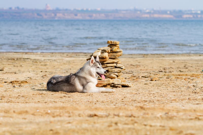 Siberian Huskies on a Beach Stock Image - Image of fluffy, beach: 142082279