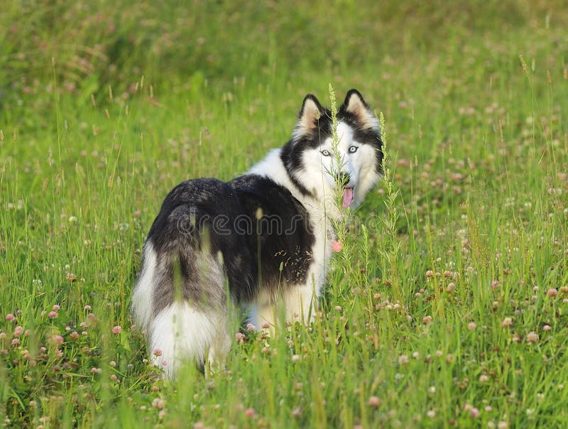 The Siberian Husky stock image. Image of husky, mate - 13093811