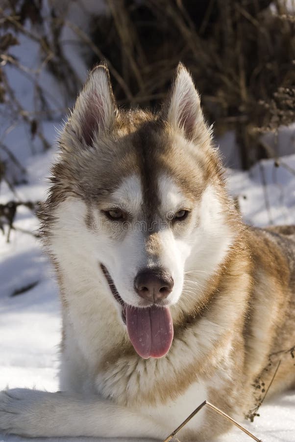 Siberian husky stock photo. Image of breed, tame, natural - 13479894