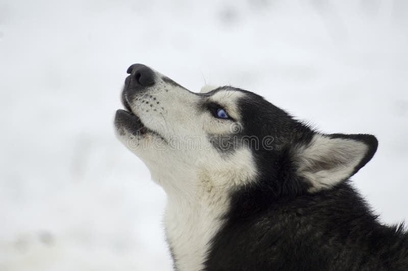 Howling Siberian husky stock photo. Image of competition - 18453850