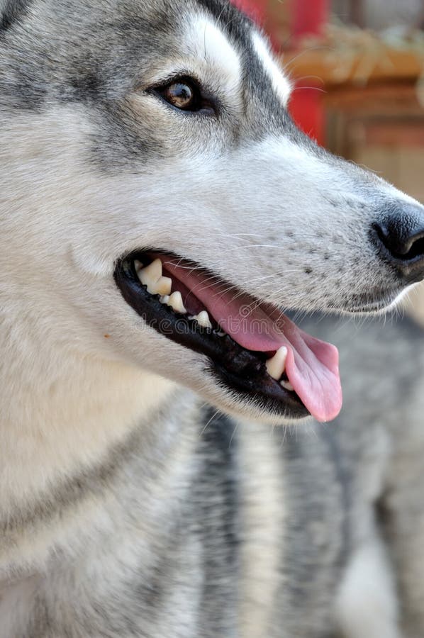 Siberian Husky stock photo. Image of mouth, friend, husky - 14635370
