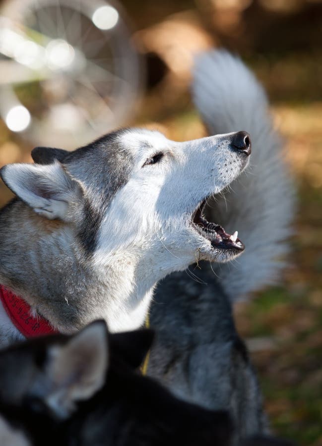 Howling Siberian husky stock photo. Image of competition - 18453850