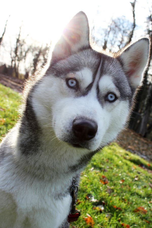 Siberian husky stock image. Image of piercing, russia - 28017521