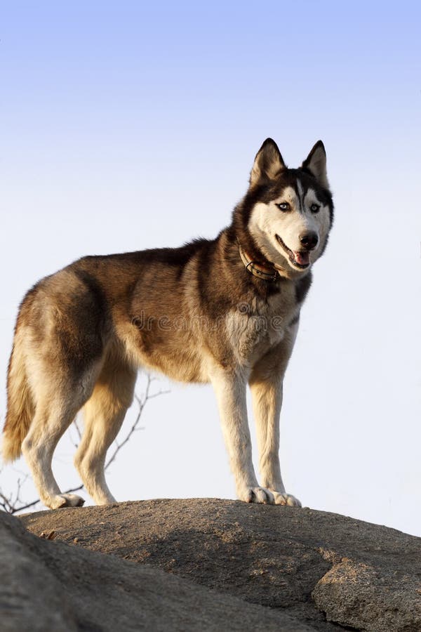 Siberian Husky stock image. Image of guard, coat, floppy - 4383217