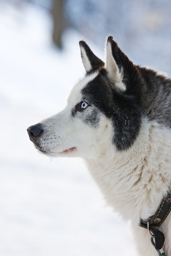 150 Siberian Husky Side Profile Stock Photos - Free & Royalty-Free ...