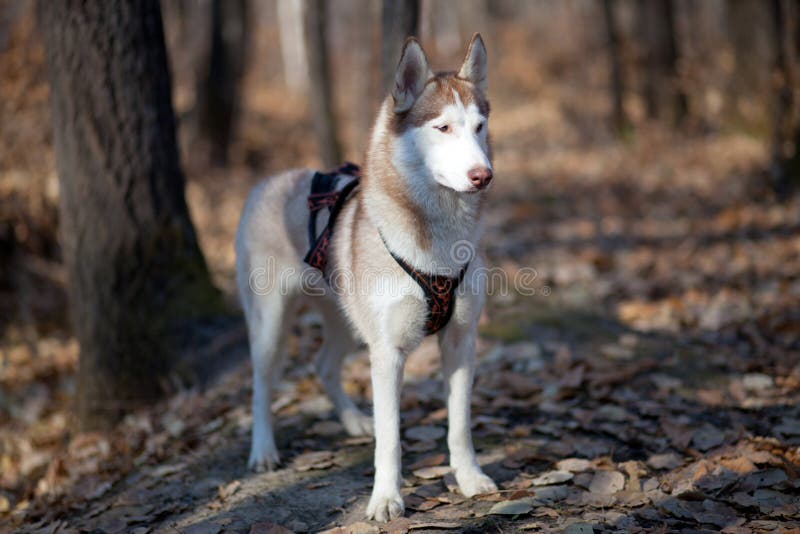 Siberian Husky in Autumn Forest Stock Photo - Image of look, animal ...