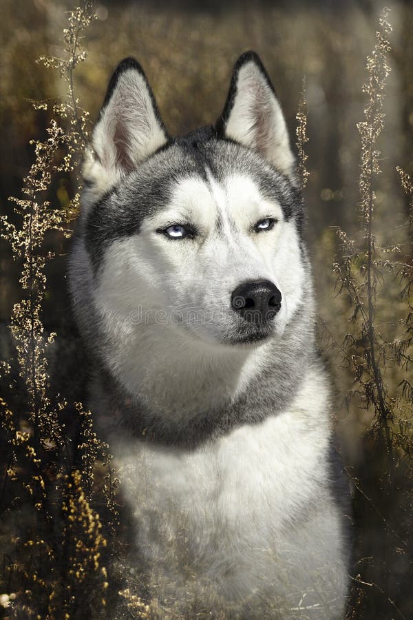 Siberian husky in autumn stock image. Image of mammal - 54502021