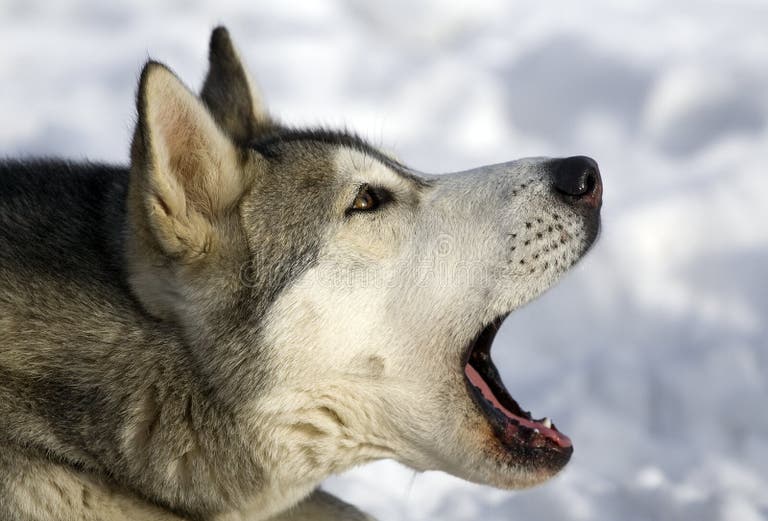 Siberian husky barking stock image. Image of black, coat - 17753703