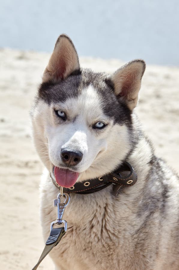 Siberian Husky on a beach stock photo. Image of explore - 224958518