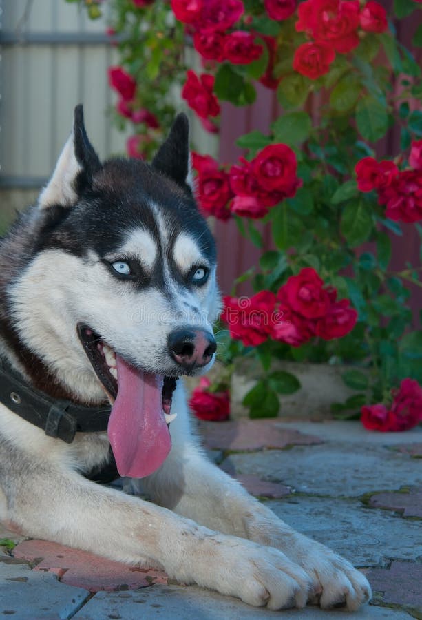 Siberian husky stock photo. Image of black, flowers, head - 95039688
