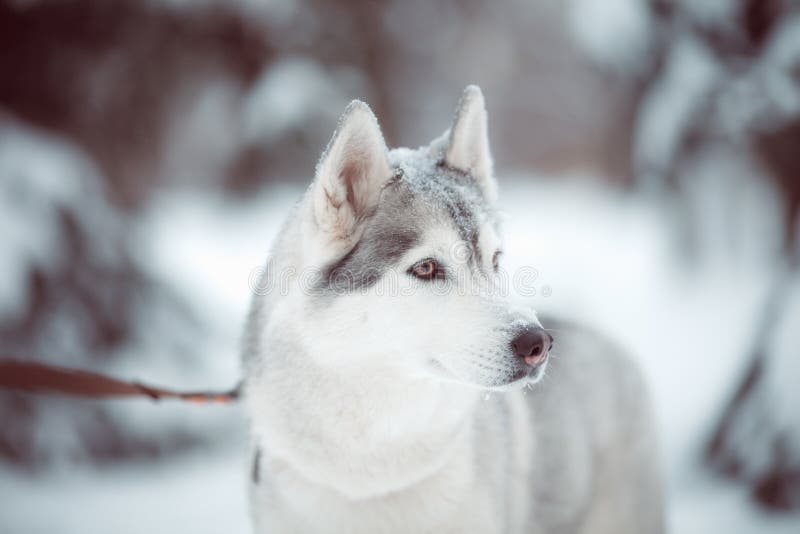 Siberian husky stock photo. Image of climate, alaskan - 34626416