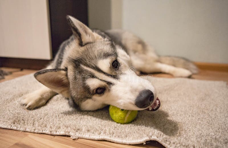 Siberian Husky Bite Toy at Home. the Dog is Playing with the Ball Stock ...