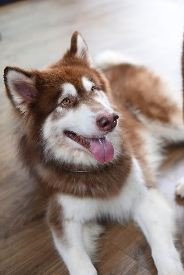 A Siberian Husky with Brown Hair Stock Photo - Image of puppies, cute ...