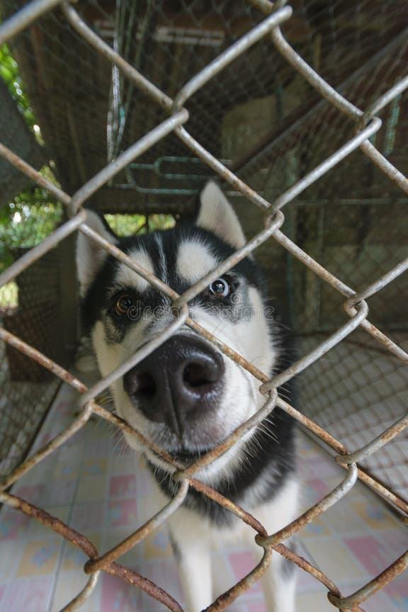 Siberian Husky in a Cage Looking Camera Stock Image - Image of alaskan ...