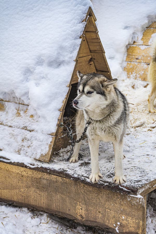 Siberian Husky on a Chain at His Booth Stock Photo - Image of portrait ...