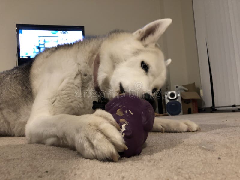 Siberian Husky Chewing on Rubber Dog Toy Stock Image - Image of funky ...