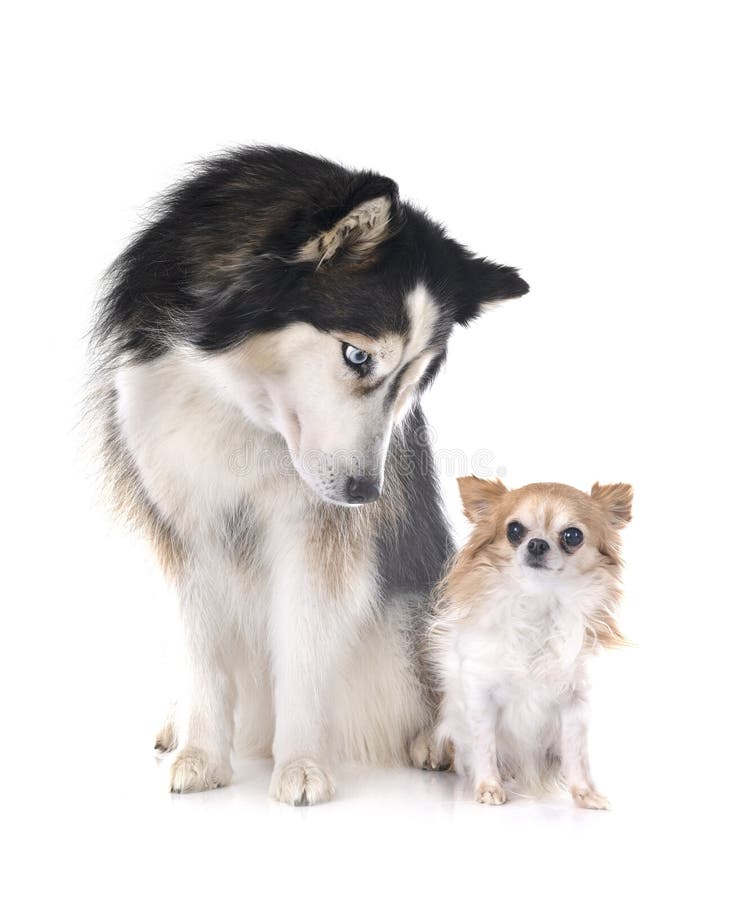 Chihuahua Mix With Husky