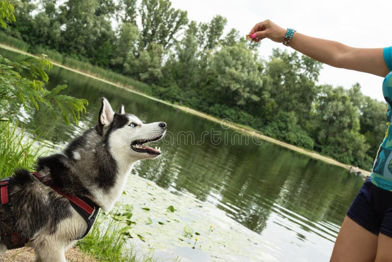 Siberian Husky in Class with a Dog Handler on the Background of the ...