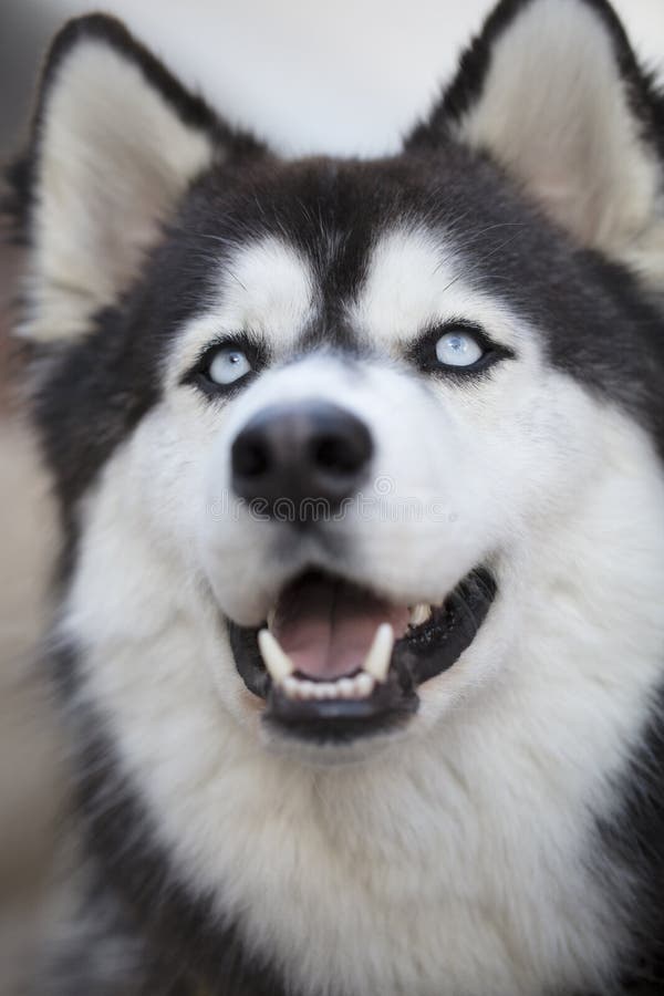 Siberian Husky Close Up of Face Stock Photo - Image of black, ears ...