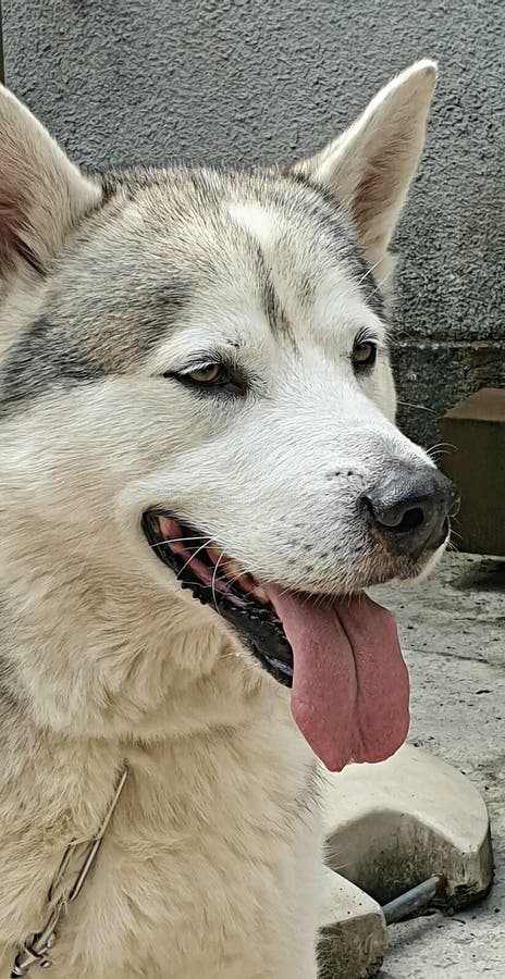 Siberian Husky Close Up Head and Tongue Stock Image - Image of tongue ...