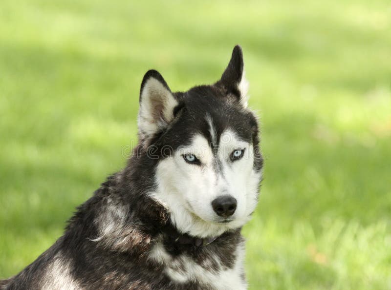 Siberian Husky with Confused Expression Stock Image - Image of green ...