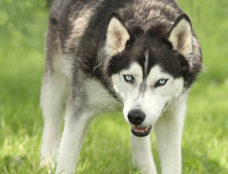 Siberian Husky with with Mouth Open Stock Photo - Image of expression ...